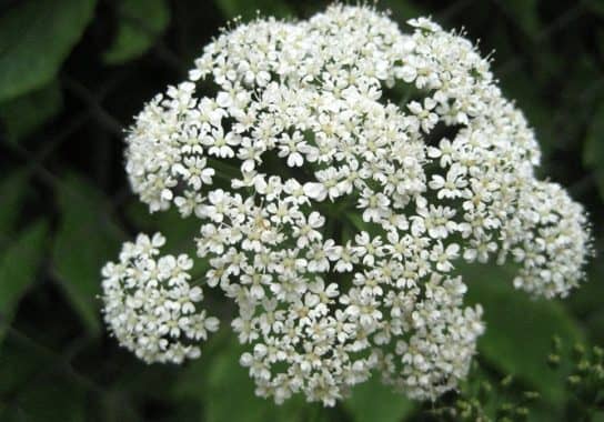 Wild plants - Mistial