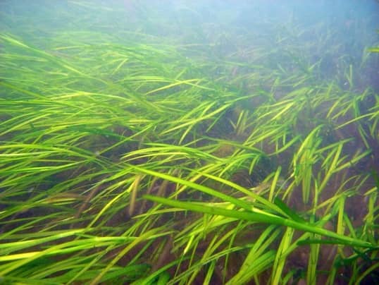 Flora de los océanos - Mistial