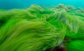 Flora de los océanos - Mistial