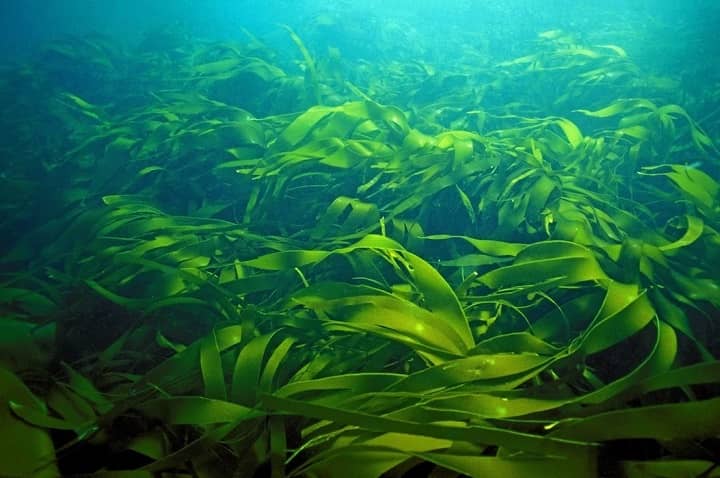 Flora de los océanos - Mistial