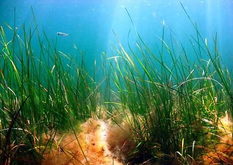 Flora de los océanos - Mistial