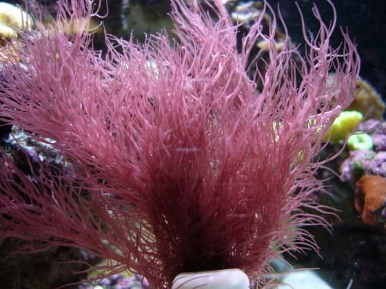 Flora de los océanos - Mistial