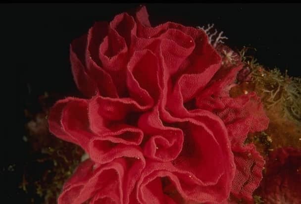 Flora de los océanos - Mistial