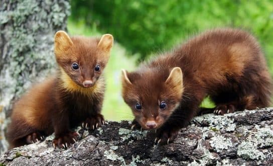 Marten - foto y descripción del animal, lo que come, hábitat, cachorros ...