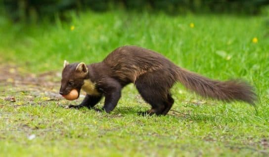 Marten - photo and description of the animal, what it eats, habitat ...