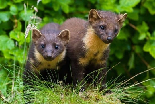 Marten - photo and description of the animal, what it eats, habitat ...