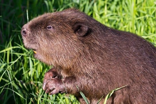 Castor de río del Libro Rojo: descripción y apariencia, de qué se ...