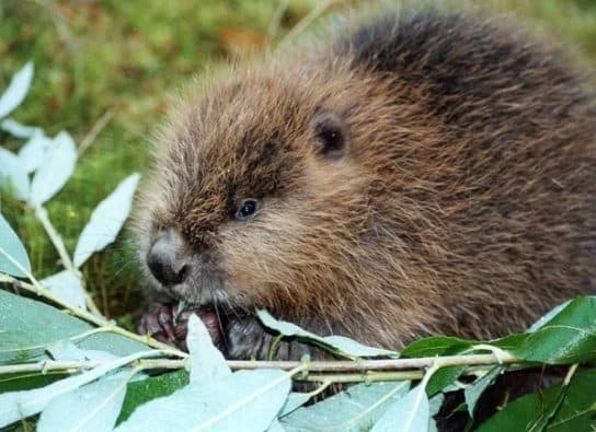 Castor de río del Libro Rojo: descripción y apariencia, de qué se ...