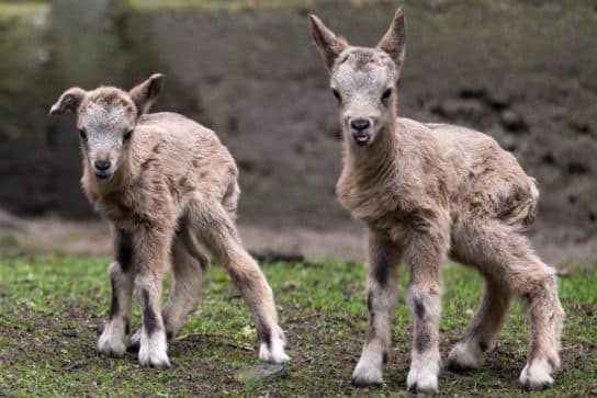 Íbice siberiano - fotos, videos y descripciones de dónde vive y lo que ...
