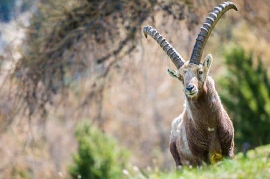 Íbice siberiano - fotos, videos y descripciones de dónde vive y lo que ...