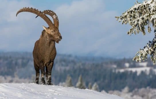 Íbice siberiano - fotos, videos y descripciones de dónde vive y lo que ...