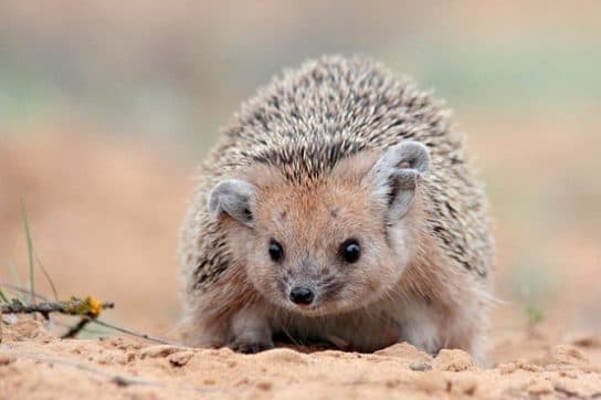Ouriço-cacheiro orelhudo do Livro Vermelho - uma foto e uma descrição ...