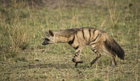 Aardwolf - photo, video and description, appearance and lifestyle ...