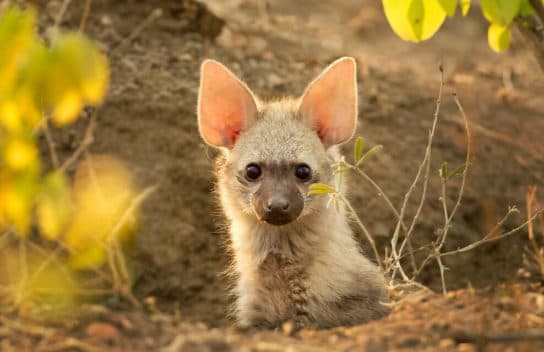 Aardwolf - photo, video and description, appearance and lifestyle ...