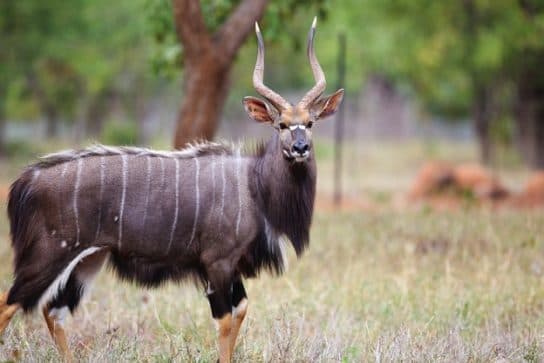 Rumiantes: miembros de la familia, especialmente, el estómago de los ...