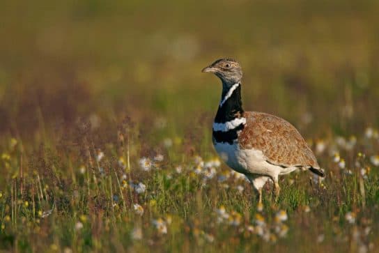 Birds of the steppes - names and photos | Types of steppe birds - Mistial