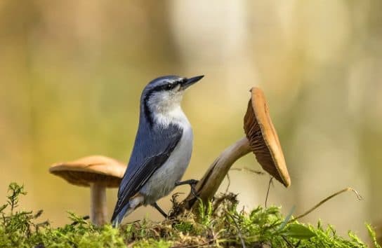 City birds - photos with the names of birds of the urban environment ...