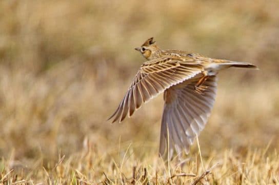Alondra - ave migratoria, foto y descripción, voz y canto, qué come y ...