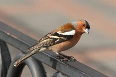 Pinzón - una foto y descripción de un pájaro, cómo se ve y qué come ...
