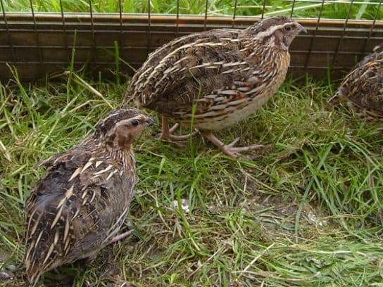 Codorniz - foto y descripción del ave, video, comportamiento, cría ...