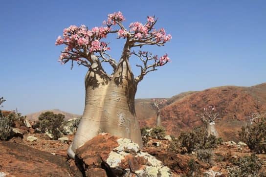 Baobab tree - Mistial