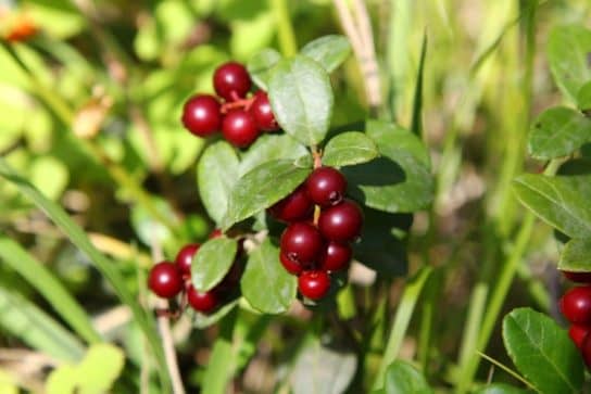 Cowberry - Mistial