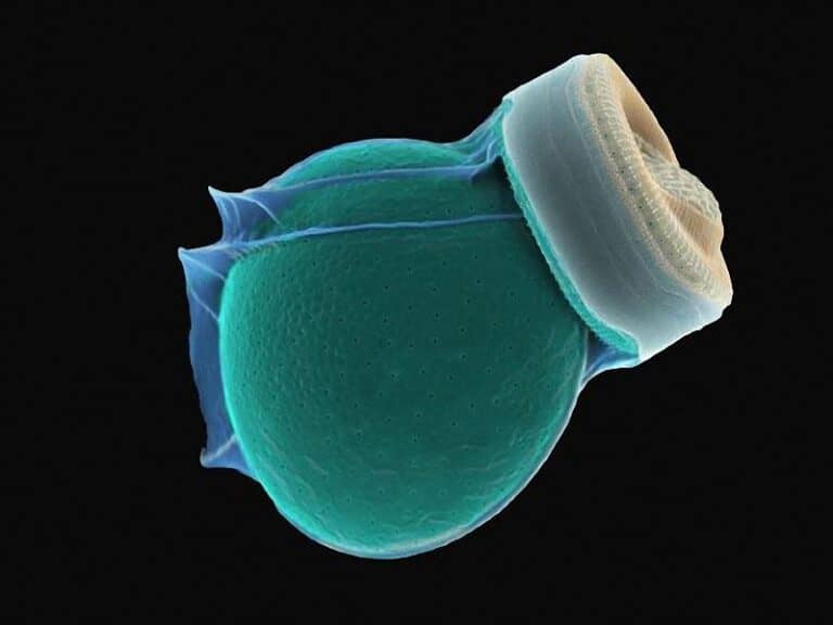 Flora de los océanos - Mistial