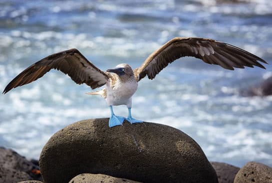 Alcatraz - foto y descripción del ave, dónde vive, qué come ...