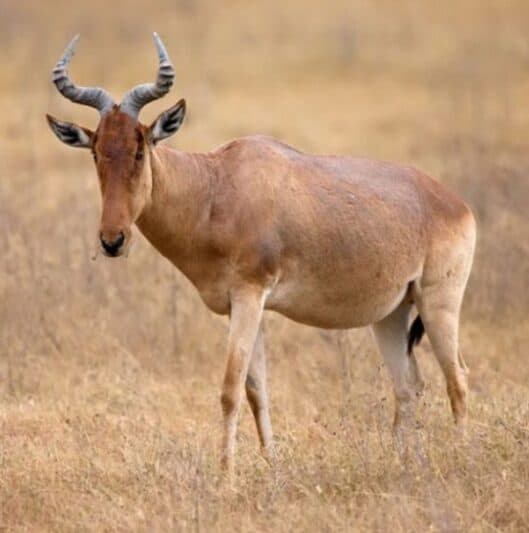 Kongoni (cow antelope) - photo, description, habitat, interesting facts ...