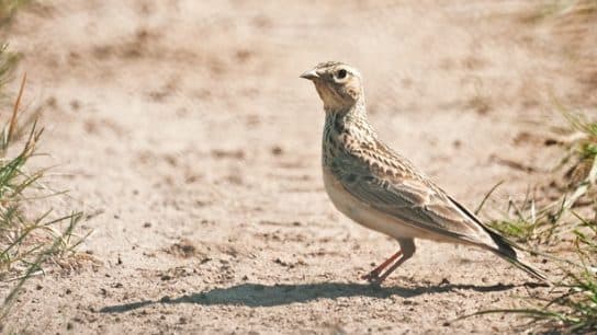 Alondra - ave migratoria, foto y descripción, voz y canto, qué come y ...