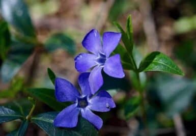 Periwinkle - Mistial