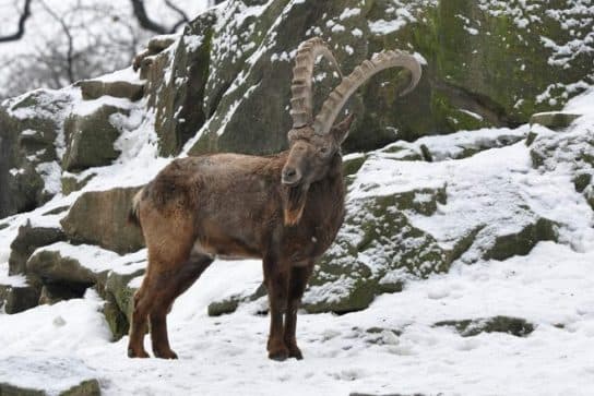 Íbice siberiano - fotos, videos y descripciones de dónde vive y lo que ...