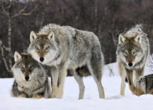Types of wolves - description, photos, names | Rare species of wolves ...