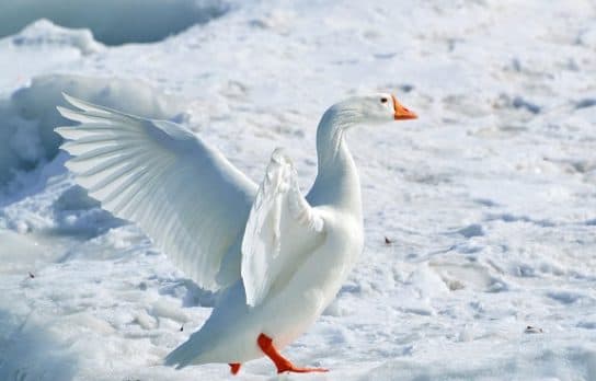Anseriformes - representatives and types of the order, meaning and ...
