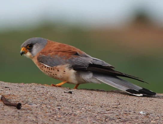 Birds of the steppes - names and photos | Types of steppe birds - Mistial
