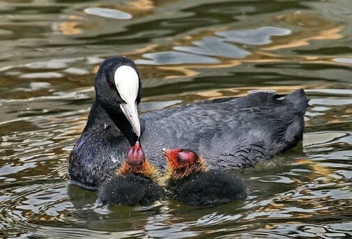 Coot (black loon) - photo and description of the bird, where it ...