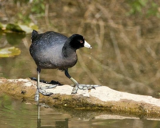 Coot (black loon) - photo and description of the bird, where it ...
