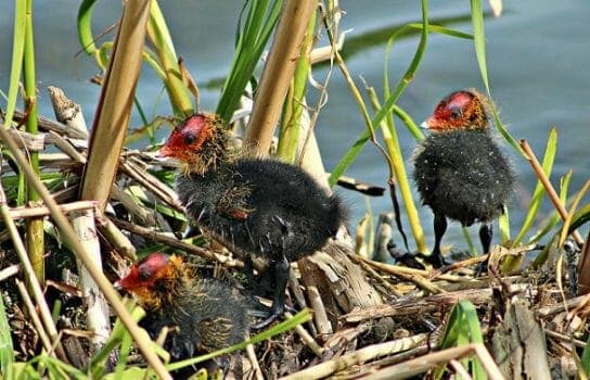 Coot (black loon) - photo and description of the bird, where it ...