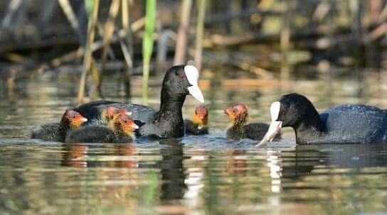 Coot (black loon) - photo and description of the bird, where it ...