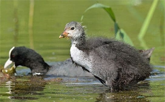 Coot (black loon) - photo and description of the bird, where it ...