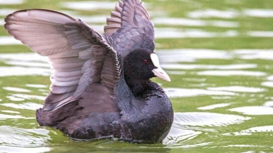 Coot (black loon) - photo and description of the bird, where it ...