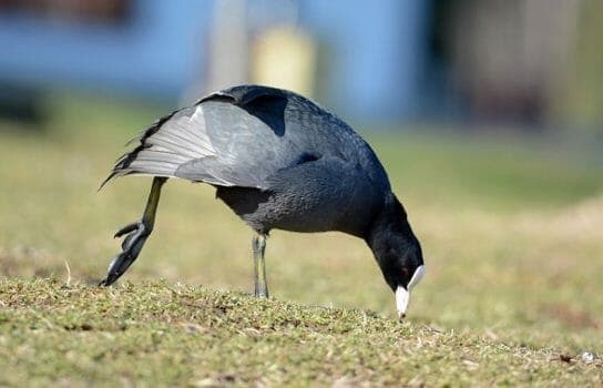 Coot (black loon) - photo and description of the bird, where it ...