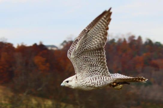 Birds of the steppes - names and photos | Types of steppe birds - Mistial